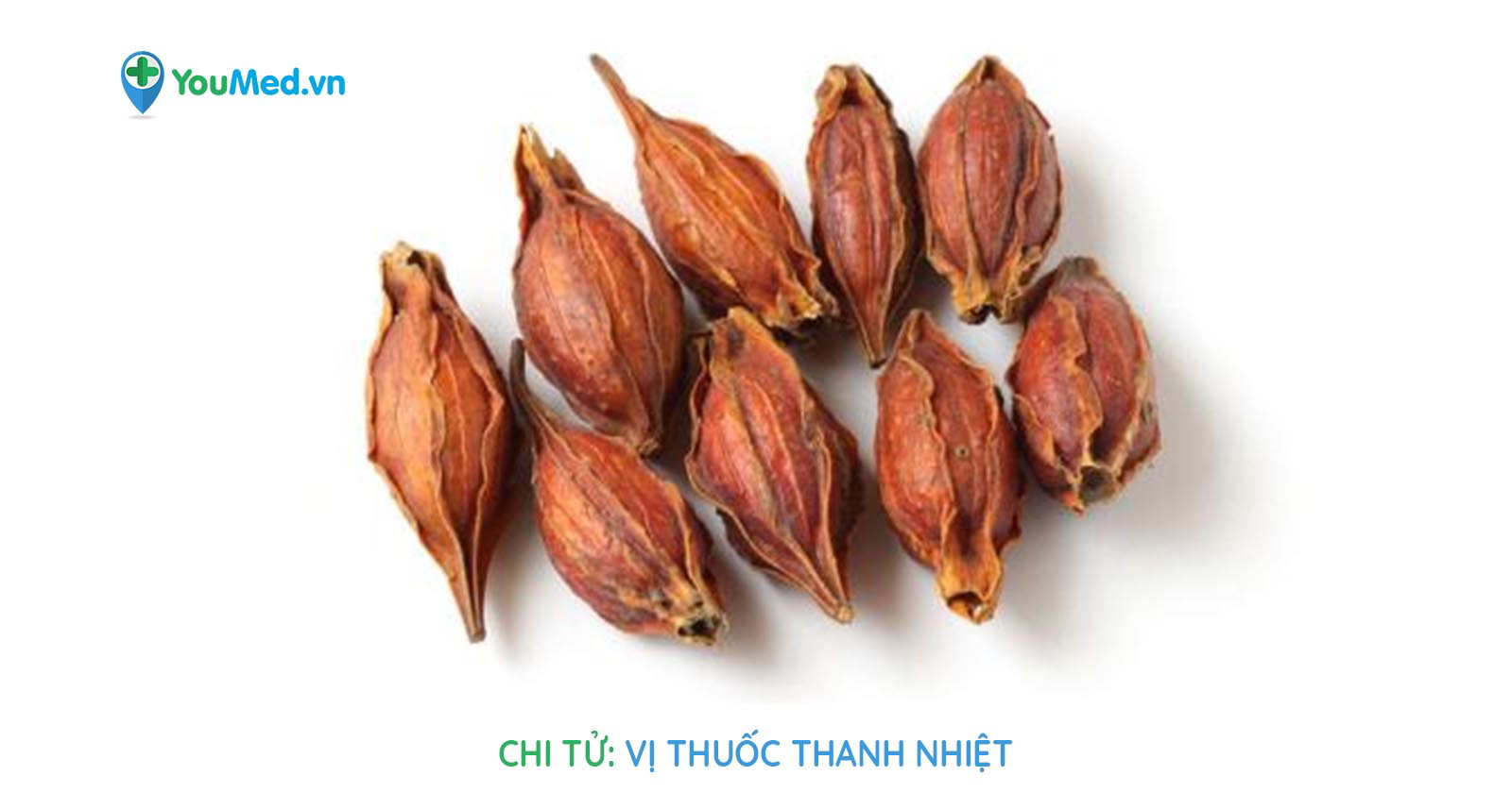 Chi tử: Vị thuốc thanh nhiệt - YouMed