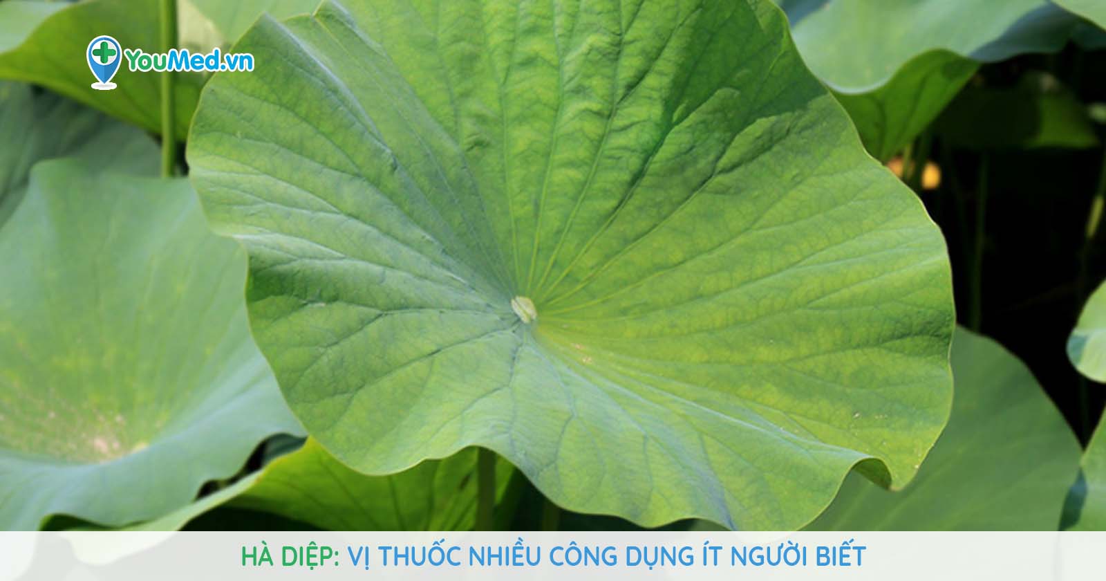 Hà diệp: Vị thuốc nhiều công dụng ít người biết - YouMed