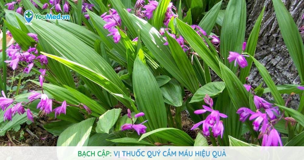 Bạch cập: Vị thuốc quý cầm máu hiệu quả - YouMed