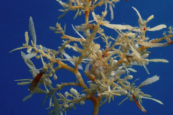 Rong mơ: Món quà sức khoẻ từ miền biển - YouMed