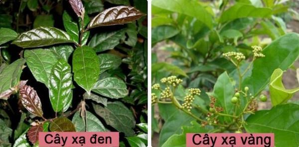 Cây xạ đen: Vị thuốc Nam hỗ trợ trị ung thư hiệu quả