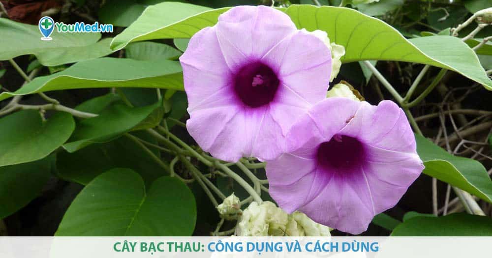 Cây Bạc thau: công dụng, cách dùng và một số bài thuốc Đông y