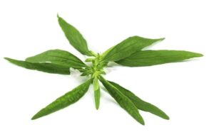 Cây Mè đất: Vị thuốc nhiều công dụng ít được biết đến - YouMed