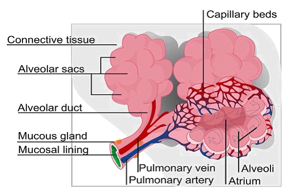 Xẹp phổi là gì? Liệu có phải bệnh lý nguy hiểm không? - YouMed