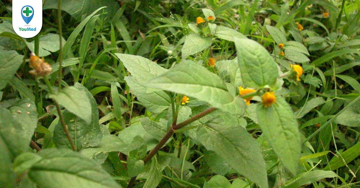 Kim thất tai: Loài rau quen thuộc với công dụng bất ngờ - YouMed