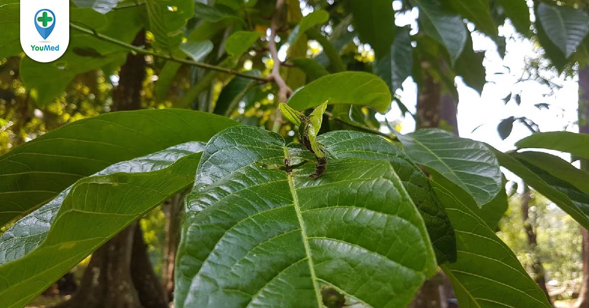 Giải đáp cây sui là gì và những tính năng đặc biệt