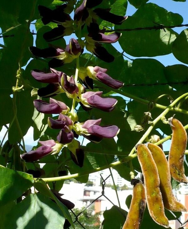 Đậu mèo: loài cây có độc nhưng cũng có tác dụng trị bệnh - YouMed