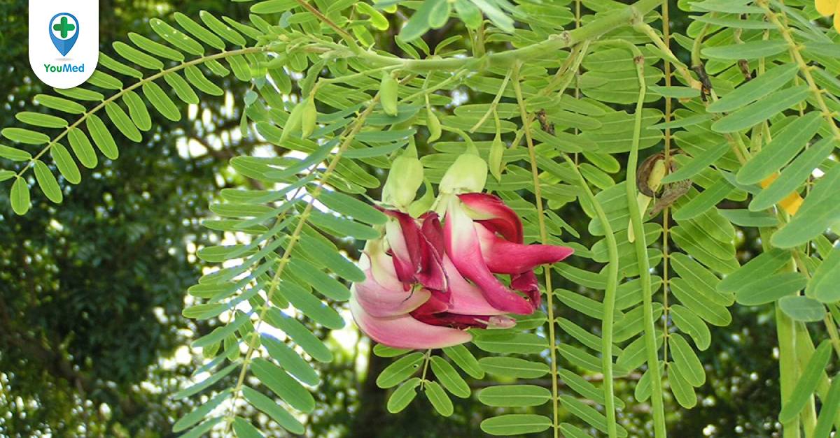 So đũa: vừa là món ăn ngon vừa là vị thuốc quý - YouMed