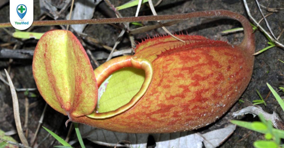 Cây Nắp ấm: Loài cây đặc biệt với nhiều công dụng - YouMed