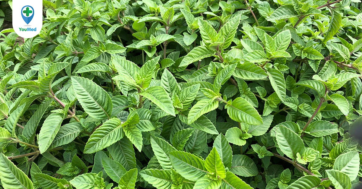 Cây Thạch đen: Khám phá tác dụng và cách dùng loại dược thảo này