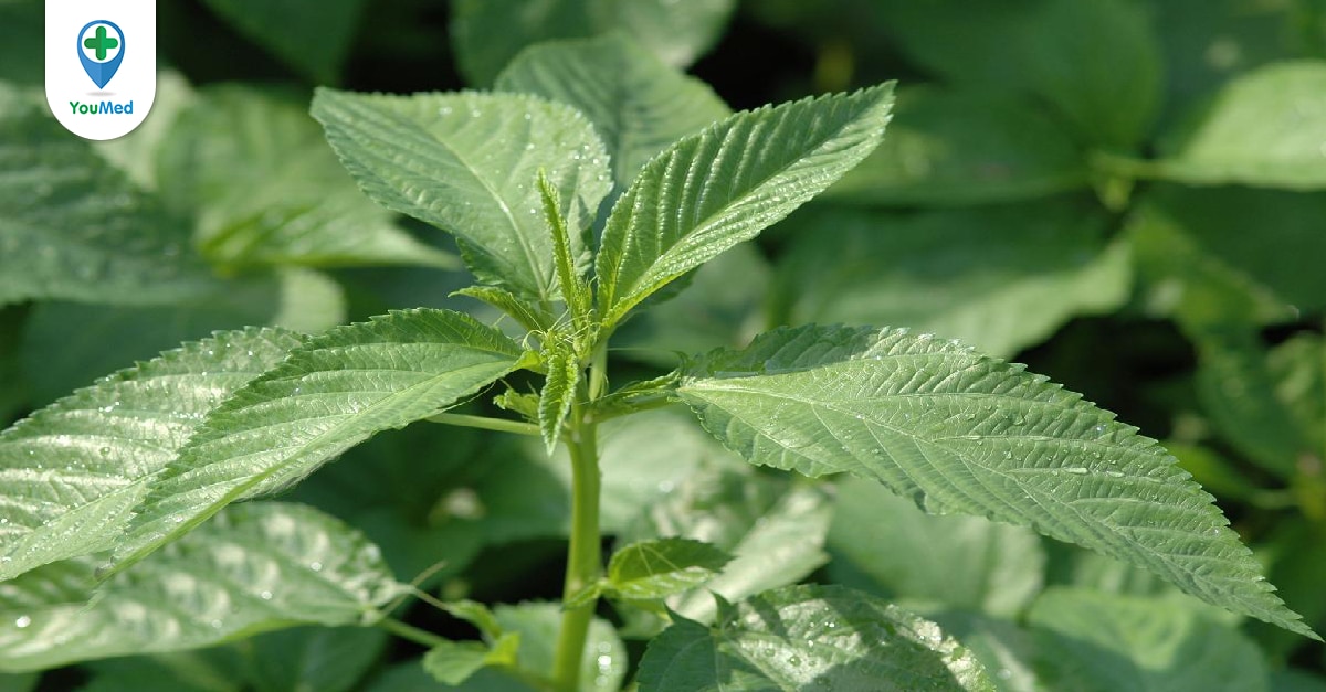 Rau đay- tác dụng bất ngờ từ loại rau quen thuộc - YouMed