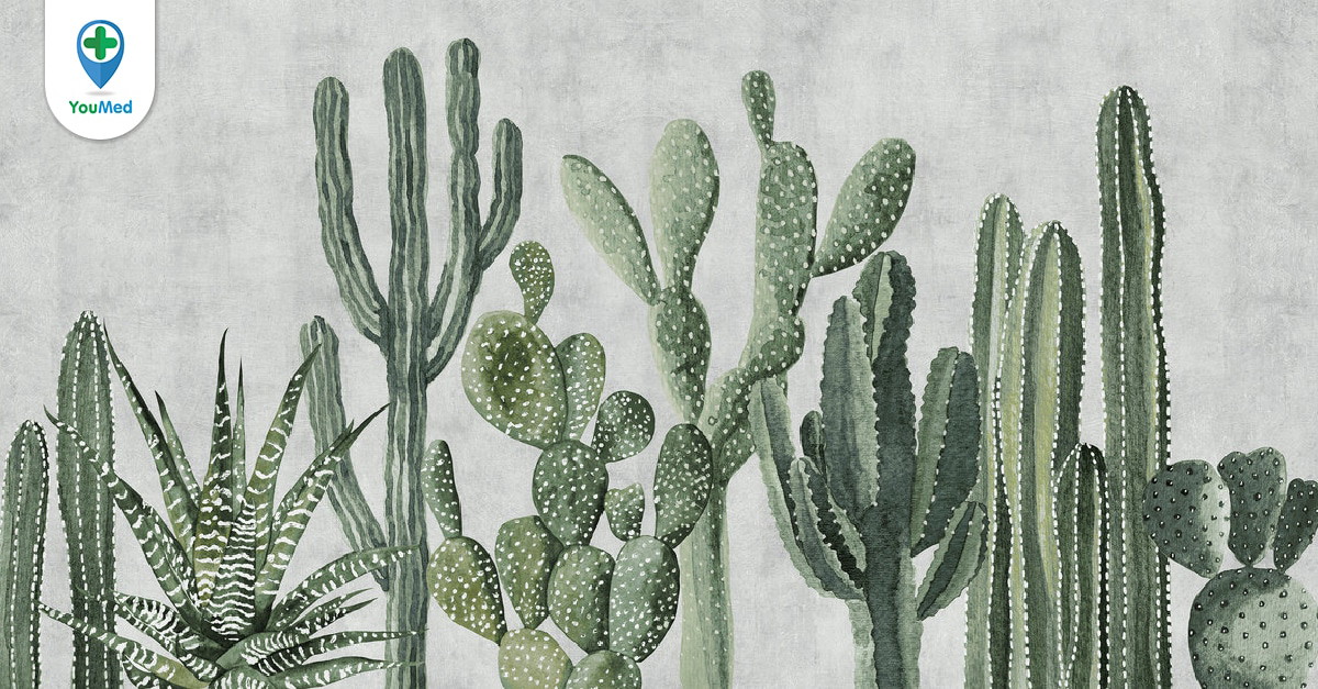 Xương rồng: Không chỉ là loài cây cảnh độc đáo - YouMed