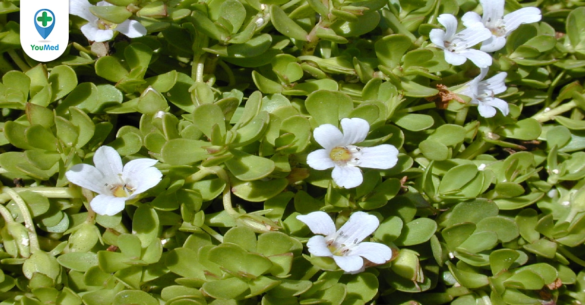 Rau đắng biển - Món quà quý từ thiên nhiên - YouMed